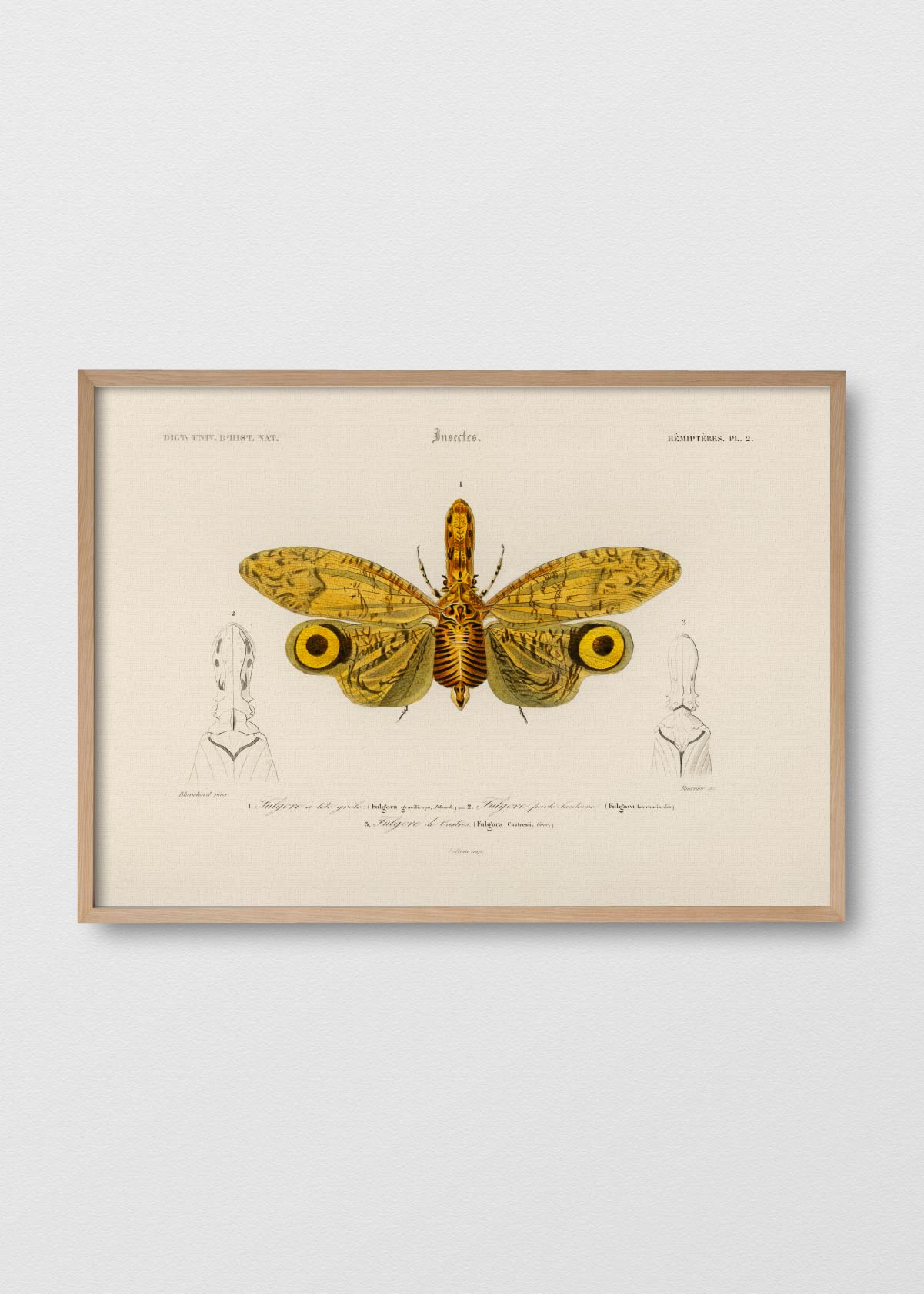 Cuadro Fulgora – Testimonia